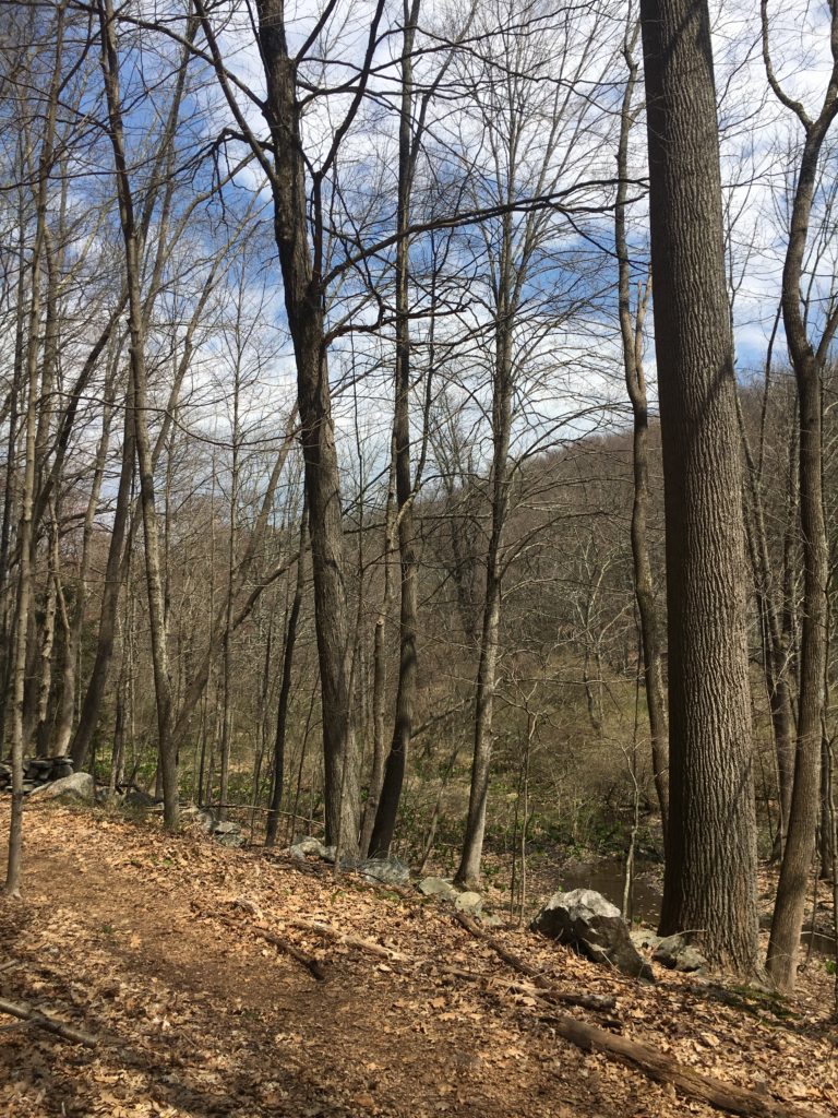 Hiking the Mianus River Gorge Preserve with Kids